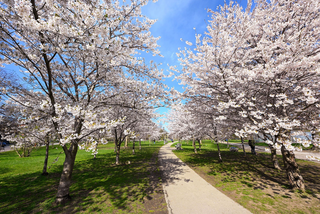 Toronto Cherry Blossoms: Complete Guide to Best Viewing Spots & Hidden ...