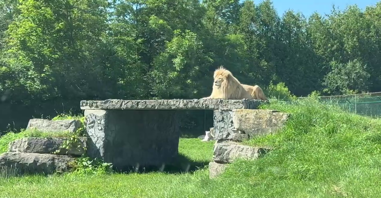 African Lion Safari Guide: Complete Tips for Your Ontario Adventure ...