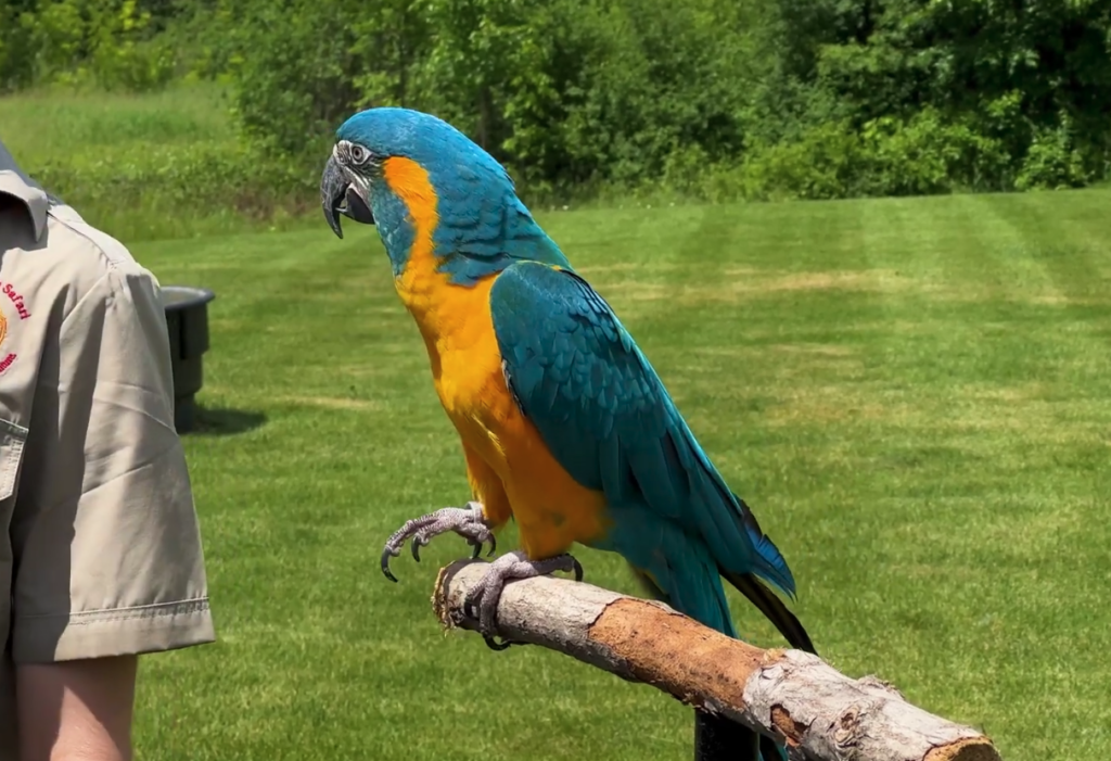 African Lion Safari Canada: The Ultimate Guide to an Unforgettable ...